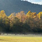 Kuwohi Mountain Great Smoky Mountains Tour - The Experience of Each Stop