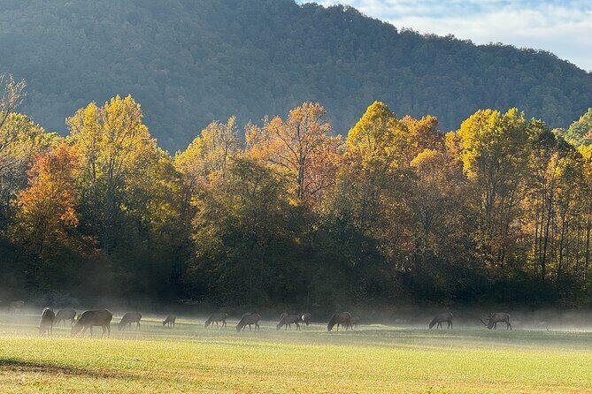 Kuwohi Mountain Great Smoky Mountains Tour - The Experience of Each Stop