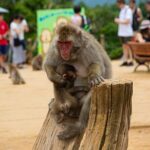 Kyoto: Arashiyama Bamboo, Temple, Matcha, Monkeys & secret spots - Authentic Insights from Travelers