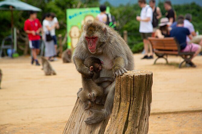 Kyoto: Arashiyama Bamboo, Temple, Matcha, Monkeys & secret spots - Authentic Insights from Travelers