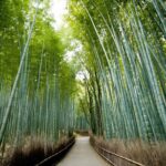 Kyoto Arashiyama & Sagano Bamboo Private Tour with Government-Licensed Guide - Who Would Enjoy This Tour Most?