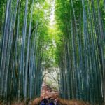 Kyoto: Arashiyama Tour with optional Sagano Romantic Train - Price and Value Analysis