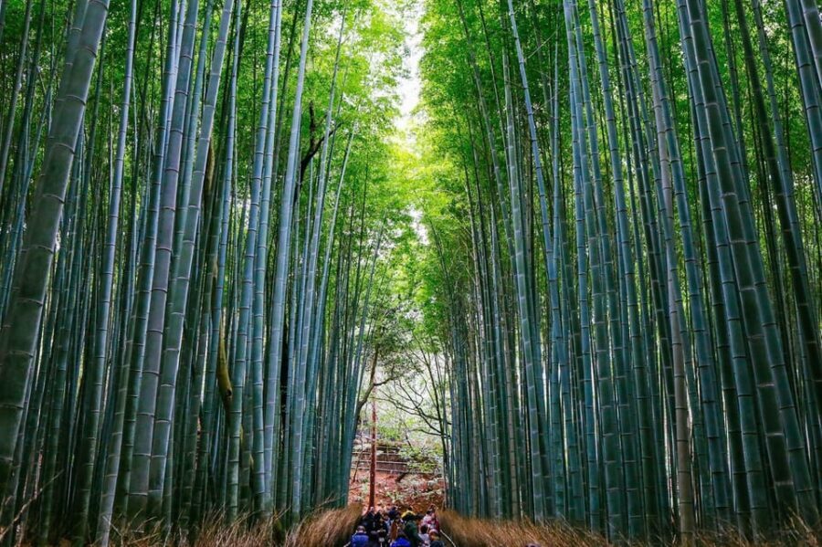 Kyoto: Arashiyama Tour with optional Sagano Romantic Train - Price and Value Analysis