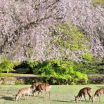 Kyoto & Nara Day Tour: Golden Pavilion, Fushimi Inari & Deer Park - The Value and Practical Aspects