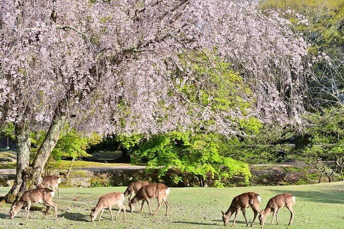 Kyoto & Nara Day Tour: Golden Pavilion, Fushimi Inari & Deer Park - The Value and Practical Aspects