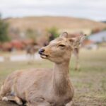 Kyoto to Nara: Private Day Trip with a Local - The Sights and Experiences in Nara