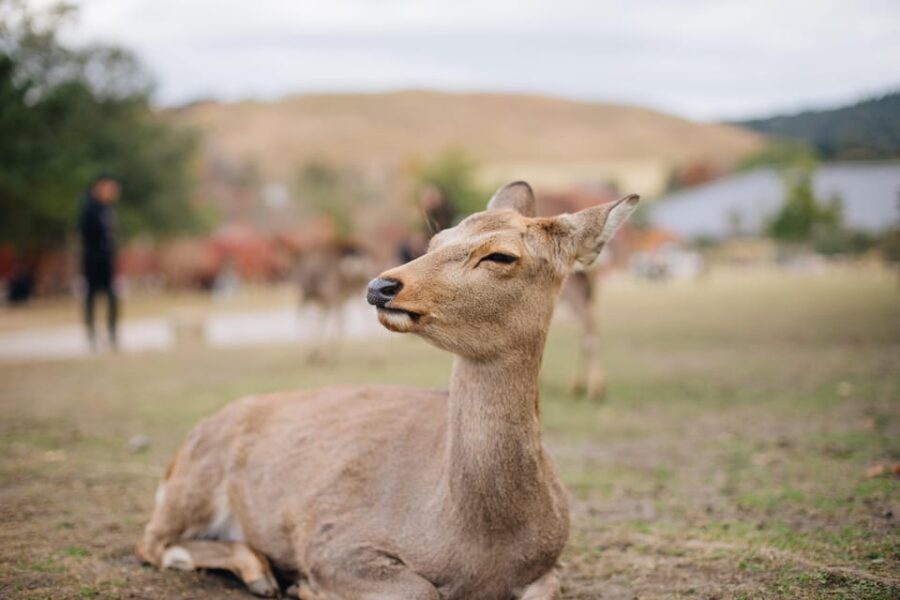 Kyoto to Nara: Private Day Trip with a Local - The Sights and Experiences in Nara