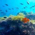 La Jolla: Full-Day Snorkel Gear Rental with Wetsuit Option - Reviews and Real-World Insights