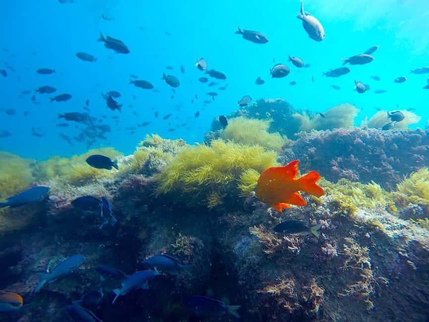 La Jolla: Full-Day Snorkel Gear Rental with Wetsuit Option - Reviews and Real-World Insights
