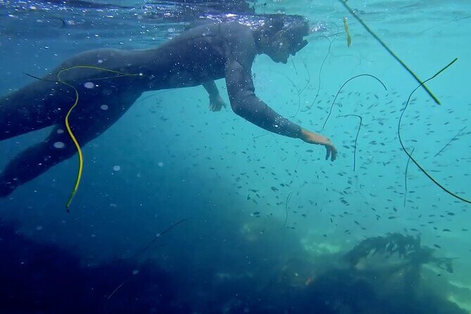 La Jolla Snorkel with the Leopard Sharks - What to Expect on the Water