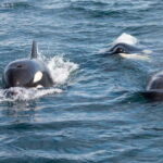 La Paz - Ocean Safari: find dolphins, orcas, and sea lions - The Itinerary in Detail
