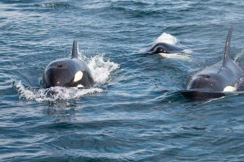 La Paz - Ocean Safari: find dolphins, orcas, and sea lions - The Itinerary in Detail