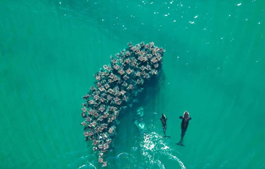 La Paz or La Ventana: Ocean Safari - What Makes This Tour Stand Out?