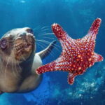 La Paz: Sea Lion Snorkeling at Espirtu Santo Island - Breakdowns and Practical Details