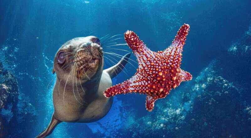 La Paz: Sea Lion Snorkeling at Espirtu Santo Island - Breakdowns and Practical Details