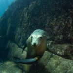 La Paz: Sea Lions & Mega-Paddleboard Tour in Espiritu Santo - Why This Tour Works