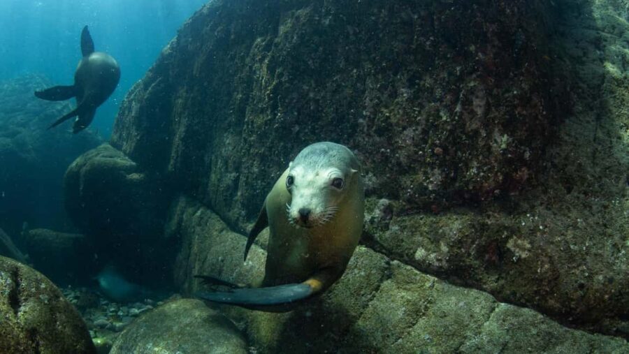 La Paz: Sea Lions & Mega-Paddleboard Tour in Espiritu Santo - Why This Tour Works