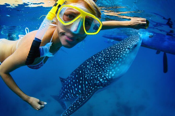 La Paz Whale Shark Snorkeling Tour and Lunch From Los Cabos - Real Experiences Shared by Travelers