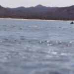 La Paz Wildlife Ocean Safari & Beach Club Leisure in La Ventana - Evaluating the Value: Is the Cost Justified?