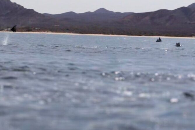 La Paz Wildlife Ocean Safari & Beach Club Leisure in La Ventana - Evaluating the Value: Is the Cost Justified?