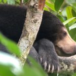 Labuk Proboscis, Sepilok, Sun Bear, Sandakan City Tour & Lunch - The Itinerary in Detail