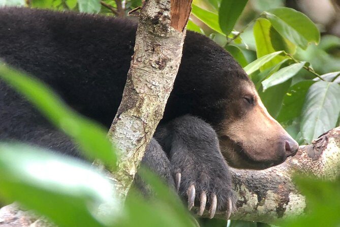 Labuk Proboscis, Sepilok, Sun Bear, Sandakan City Tour & Lunch - The Itinerary in Detail
