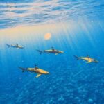 Lagoon Tour - Discover the magnificent lagoon of Moorea - Conclusions — Why This Tour Is Worth Considering