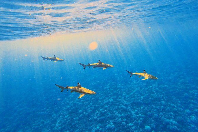 Lagoon Tour - Discover the magnificent lagoon of Moorea - Conclusions — Why This Tour Is Worth Considering