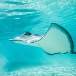 Lagoon Tour in Moorea in Small Group with Lunch - Detailed Breakdown of the Experience