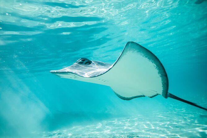 Lagoon Tour in Moorea in Small Group with Lunch - Detailed Breakdown of the Experience