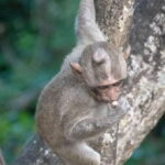 Lagoon Tour to Monkey Island in Negombo - An Honest Look at the Lagoon Tour to Monkey Island