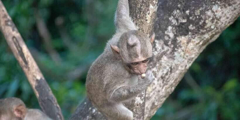 Lagoon Tour to Monkey Island in Negombo - An Honest Look at the Lagoon Tour to Monkey Island