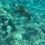 Lahaina: Olowalu Coral Reef Snorkeling Tour - What’s Included and What to Bring