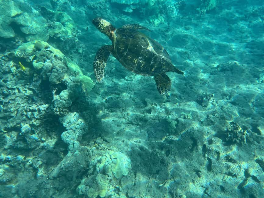 Lahaina: Olowalu Coral Reef Snorkeling Tour - What’s Included and What to Bring