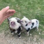 Lake Tekapo: Guided Petting Zoo Visit - The Experience in Detail
