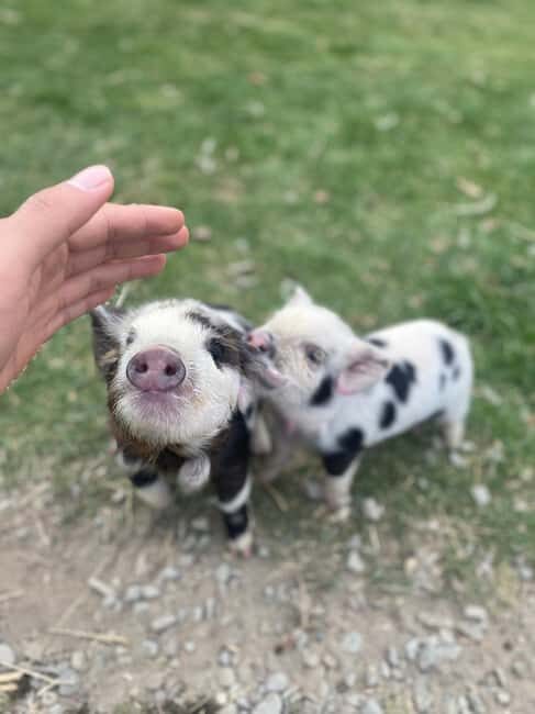 Lake Tekapo: Guided Petting Zoo Visit - The Experience in Detail