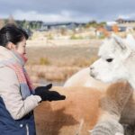 Lake Tekapo High Country Farm Tour (Carbon Positive) - What The Tour Means for You