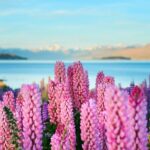Lake Tekapo Private Day Trip from Queenstown - Final Thoughts
