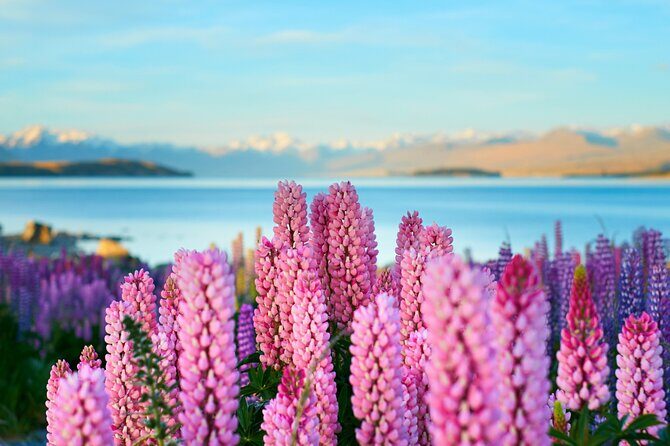 Lake Tekapo Private Day Trip from Queenstown - Final Thoughts