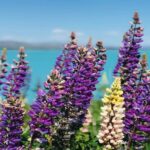 Lake Tekapo to Mt Cook One-Way Small Group Tour - Who Is This Tour Best for?