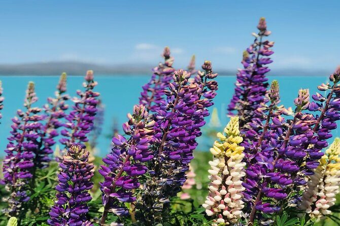 Lake Tekapo to Mt Cook One-Way Small Group Tour - Who Is This Tour Best for?
