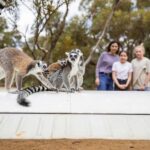 Land of the Lemurs Experience & a Day at Monarto Safari Park - The Itinerary and Park Experience