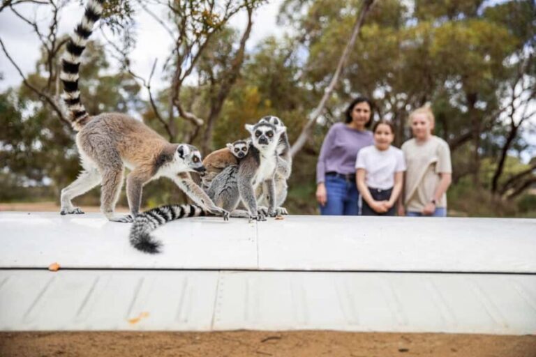 Land of the Lemurs Experience & a Day at Monarto Safari Park - The Itinerary and Park Experience