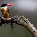 Langkawi: Half Day Birdwatching Tour - The Sum Up