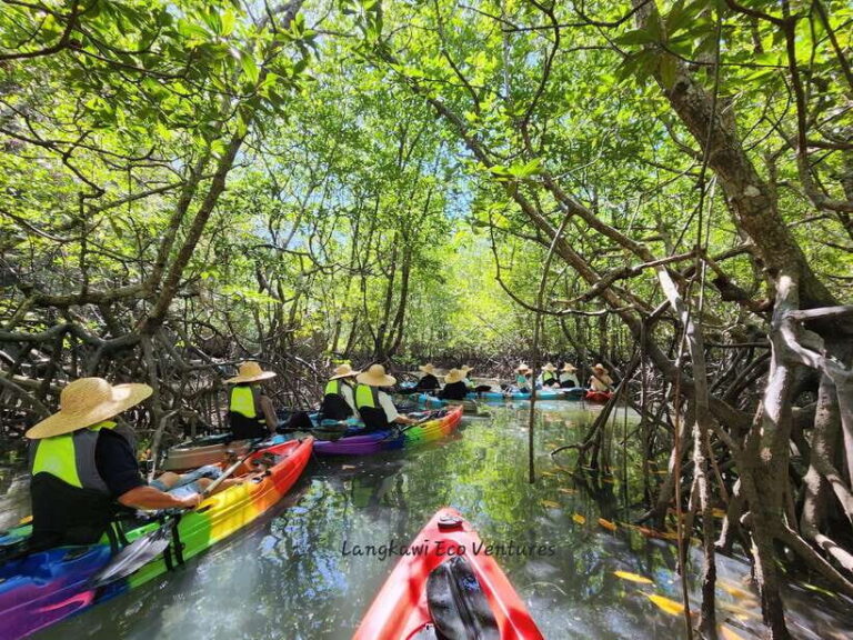 Langkawi : Kilim Mangrove Boat & Fun Kayak Tour with Lunch - A Closer Look at the Langkawi Mangrove & Kayak Tour
