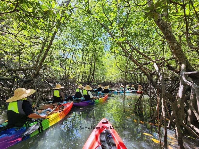 Langkawi : Kilim Mangrove Boat & Fun Kayak Tour with Lunch - A Closer Look at the Langkawi Mangrove & Kayak Tour