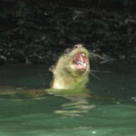 Langkawi: Kilim River Mangrove Safari Kayaking Tour - What Makes This Tour Special?