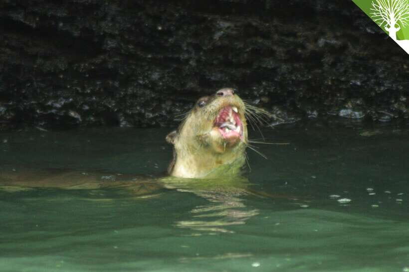 Langkawi: Kilim River Mangrove Safari Kayaking Tour - What Makes This Tour Special?