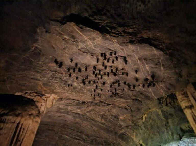 Langkawi Mangrove Tour : Estimated 3 hours Lunch Available - An In-Depth Look at the Langkawi Mangrove Tour