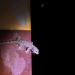 Langkawi: Nighttime Rainforest Tour with Nature Guide - What’s Included and What You Should Know